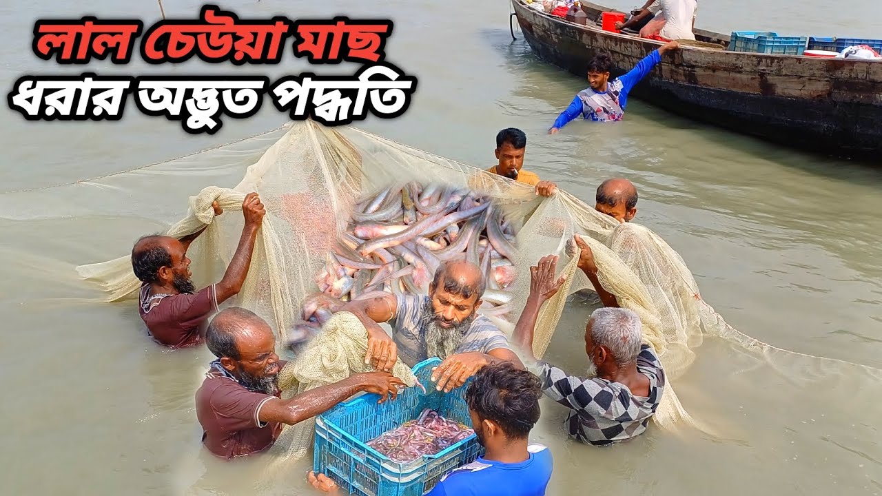 নদীতে চেওয়া মাছ ধরার অদ্ভুত কৌশল || চেউয়া মাছ ধরা || Chewa Fish ...