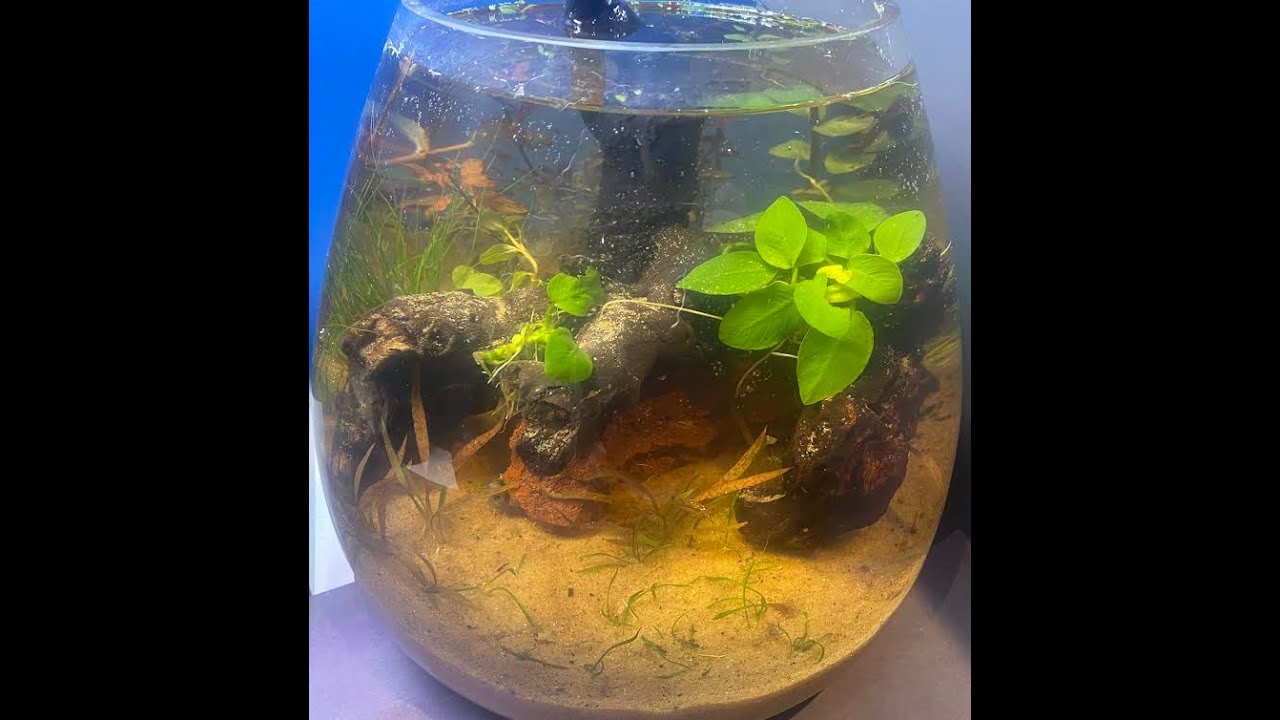 Red forest Bowl Ecosystem - YouTube