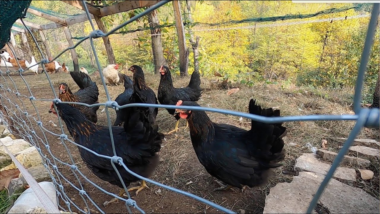 Emanuele novembre 2022, le galline e la faina un rapporto difficile ...