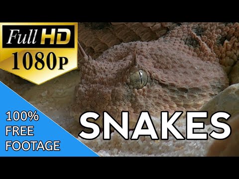 Full HD Amazing Snakes Footage, 100% Free Download,No-Copyright Footage