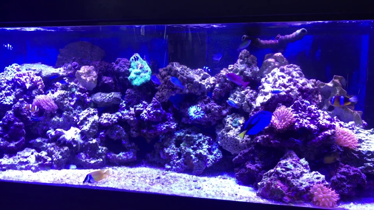 180 Gallon Reef Tank Marine Bio Classroom - YouTube