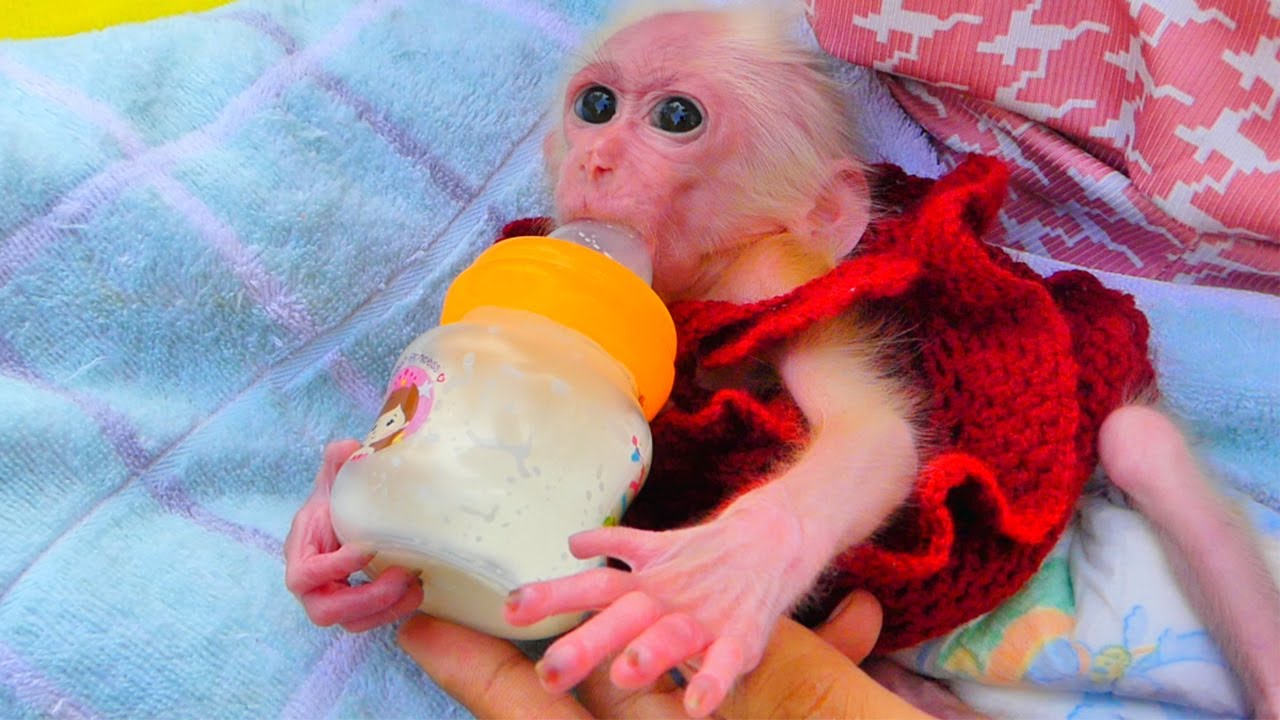 Kira looks so cute ! Adorable Baby Holding Milk Bottle To Drink - YouTube