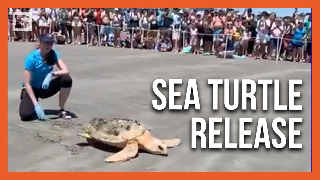 Massive Crowd Cheers Rehabilitated Sea Turtles Being Returned to the ...