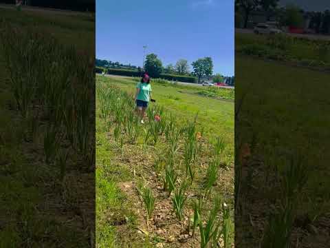 Swiss flower 🌺 farm #shorts #shortsvideo #flower # flowerfarm #switzerland #suisse