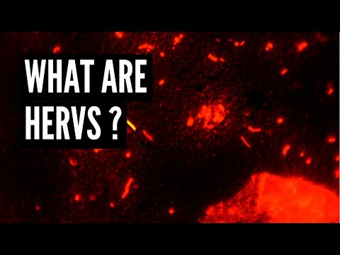 What are Human Endogenous Retroviruses (HERVs)?