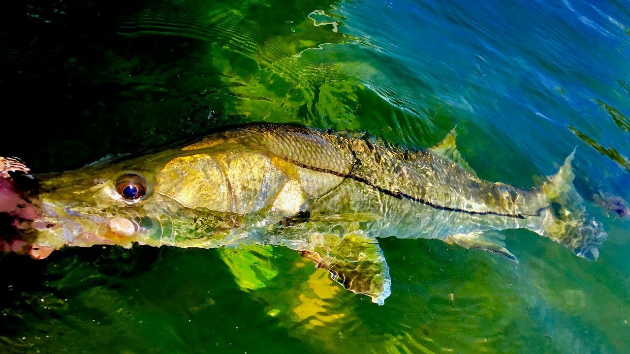 Sight Cast Fishing for SNOOK | Beautiful Anna Maria Island | Fishing ...