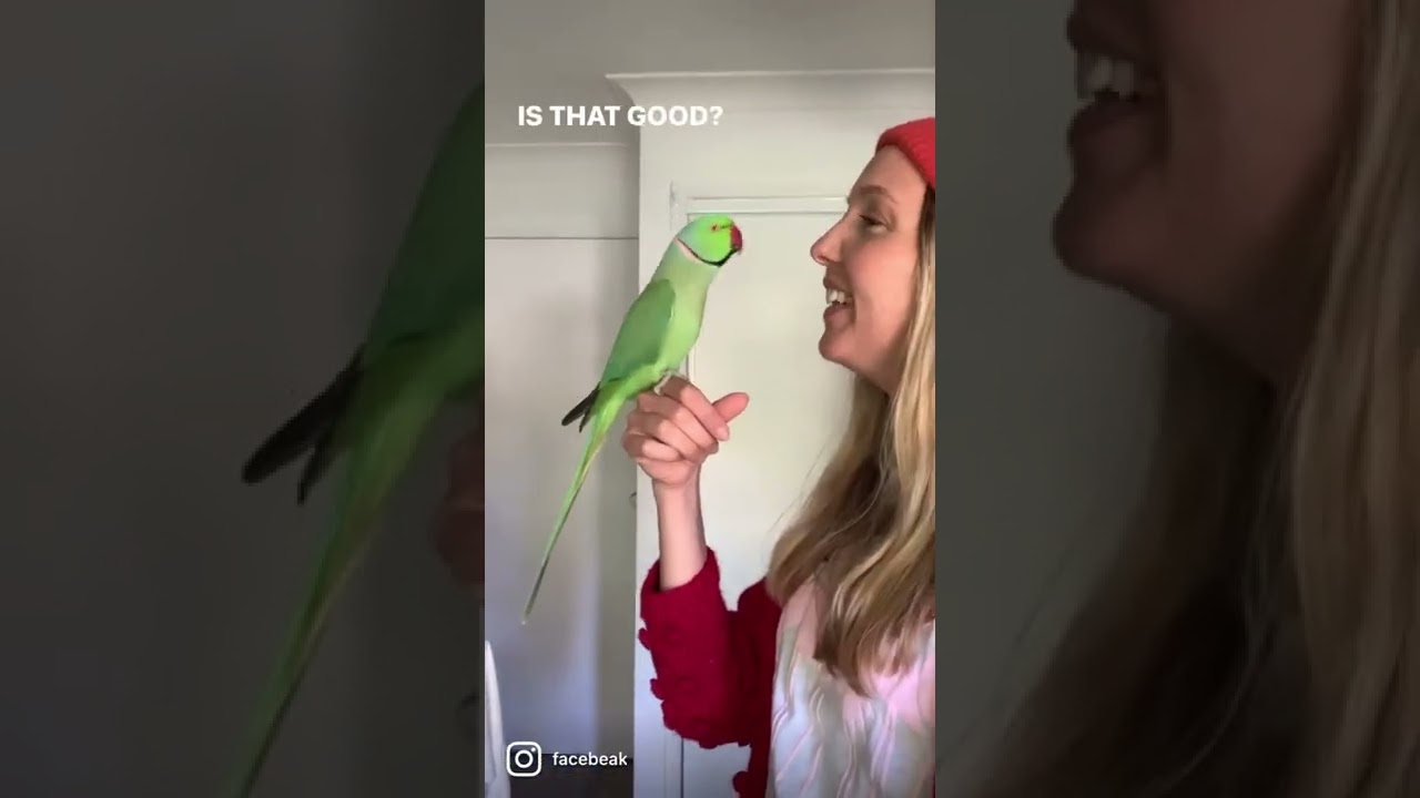 This bird loves raspberries blown on his tummy 💕 - YouTube