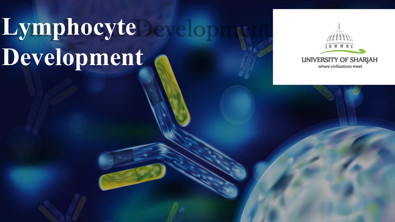 Lymphocyte Development | Omar Layth | Immunology Made Easy - YouTube