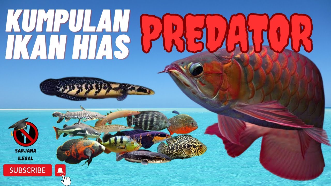 The collection of ornamental fish predators. So exotic! 🐟😎 - YouTube