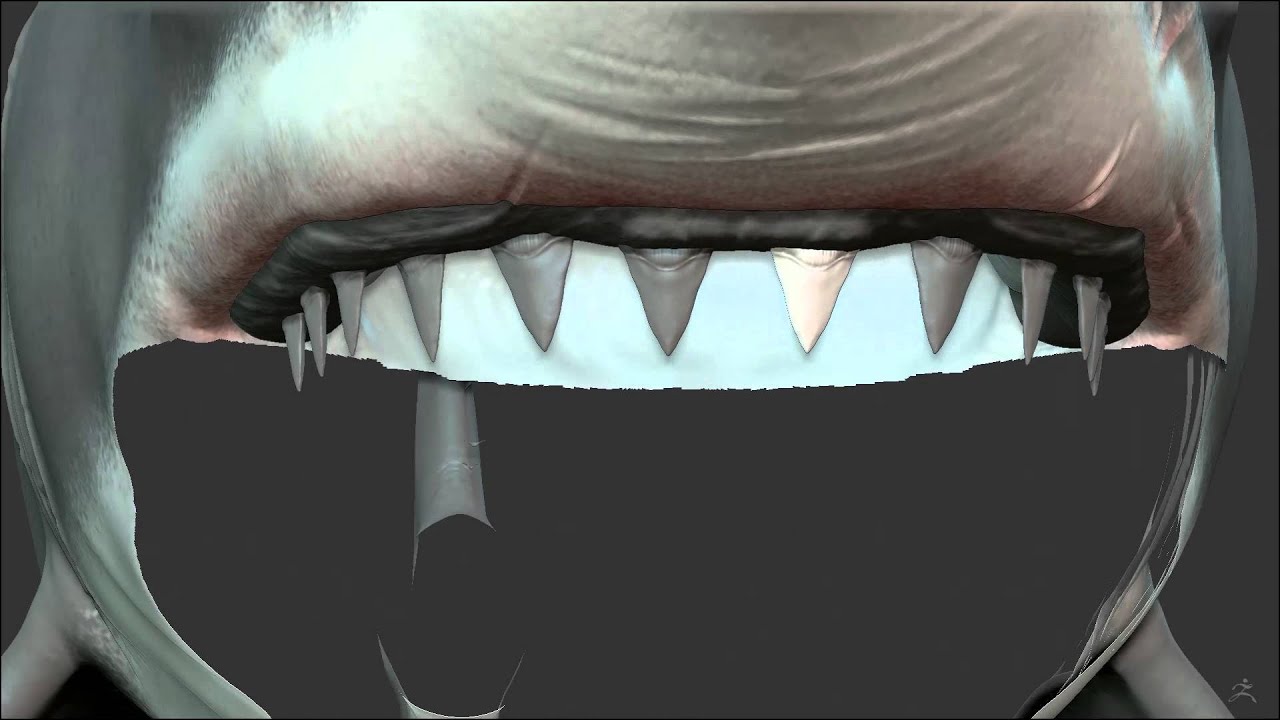 Great white shark Zbrush - Sculpting gums and teeth - YouTube