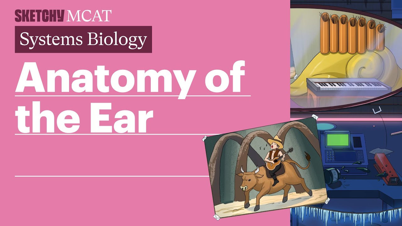 Learn the Outer Ear (Anatomy of the Ear) | Sketchy MCAT - YouTube