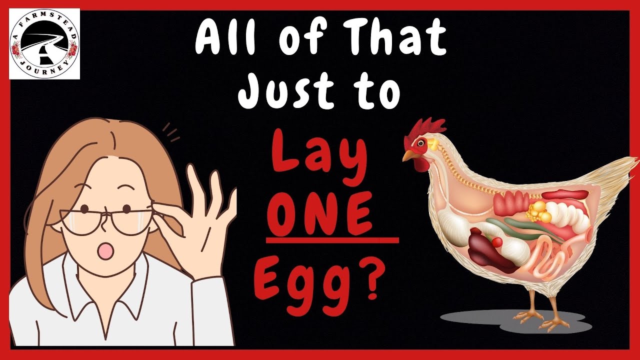 How Chickens Reproduce: A Fascinating Journey of the Egg - YouTube