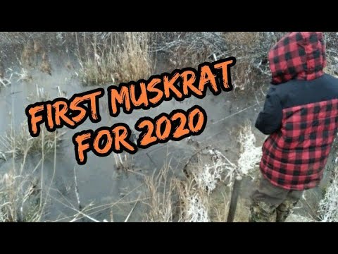 First Muskrat for 2020 using colony trap - YouTube