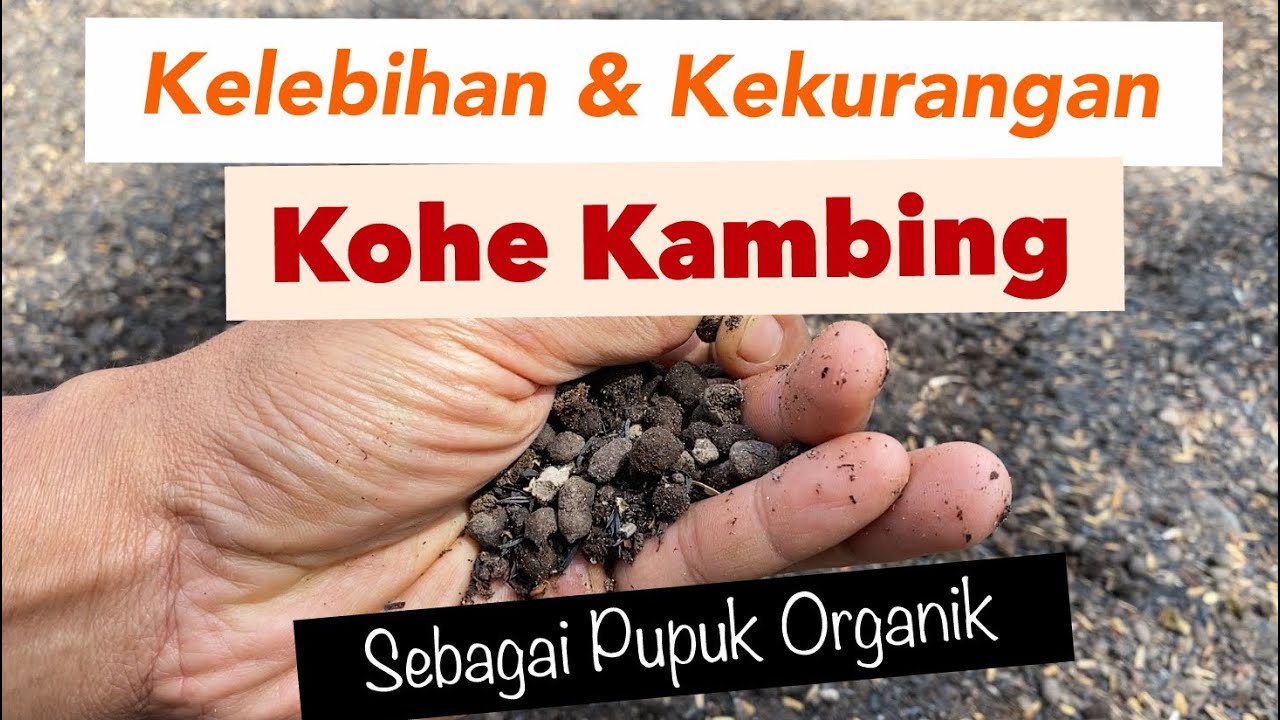 Kelebihan dan Kekurangan Kohe Kambing Sebagai Pupuk Organik - YouTube
