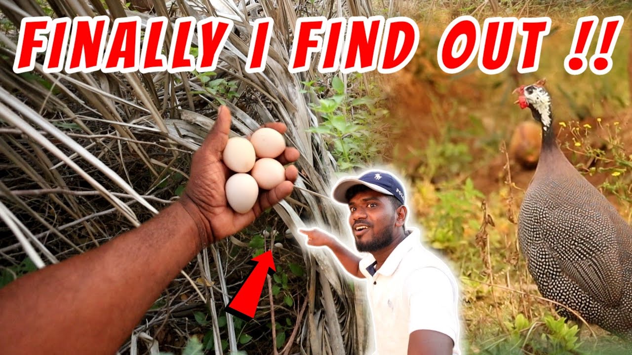 💥 Finally i Find Out The KINNI KOZHI Eggs | Setup Mini Bridge Box 🙃 ...