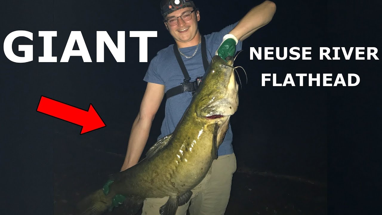 GIANT NEUSE RIVER FLATHEAD CATFISH-- My BIGGEST Freshwater Fish EVER ...