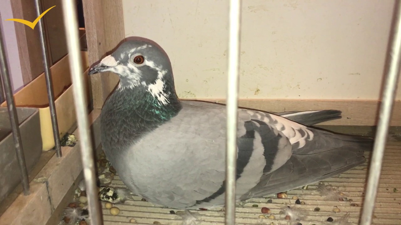 German Olympic Racing Pigeons - Brussels, Belgium 2017 - YouTube