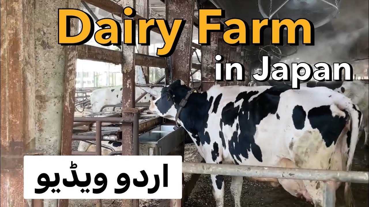 Dairy Farm in Japan | Dairy Farm Business | Pakistani in Japan - YouTube