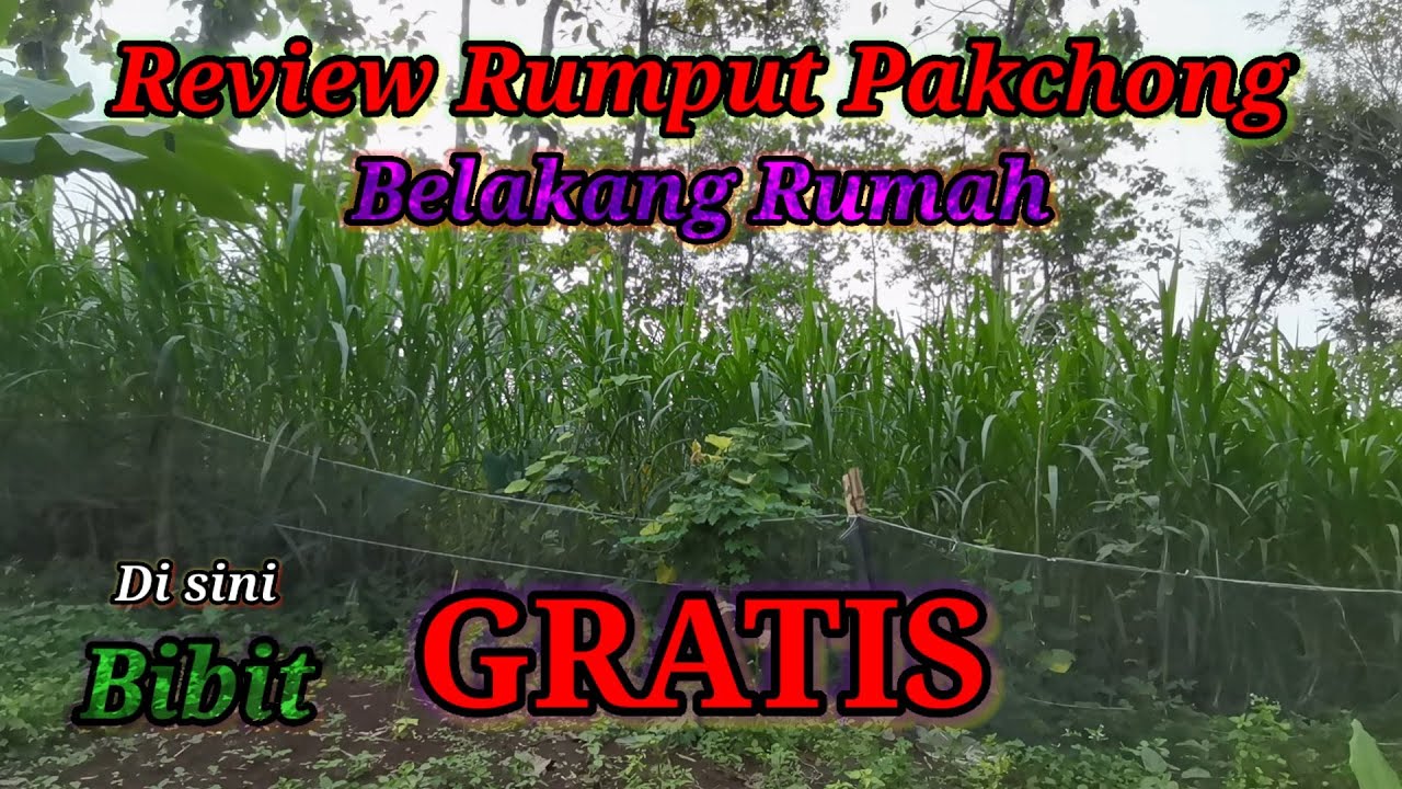 review rumput pakcong di belakang rumah tumbuh subur - YouTube
