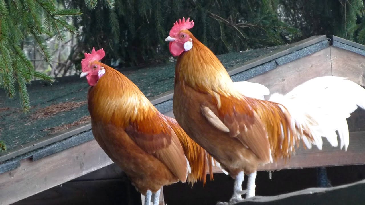 Two cockerels / roosters crowing at Dammenmuhle Hotel, Lahr HD - YouTube