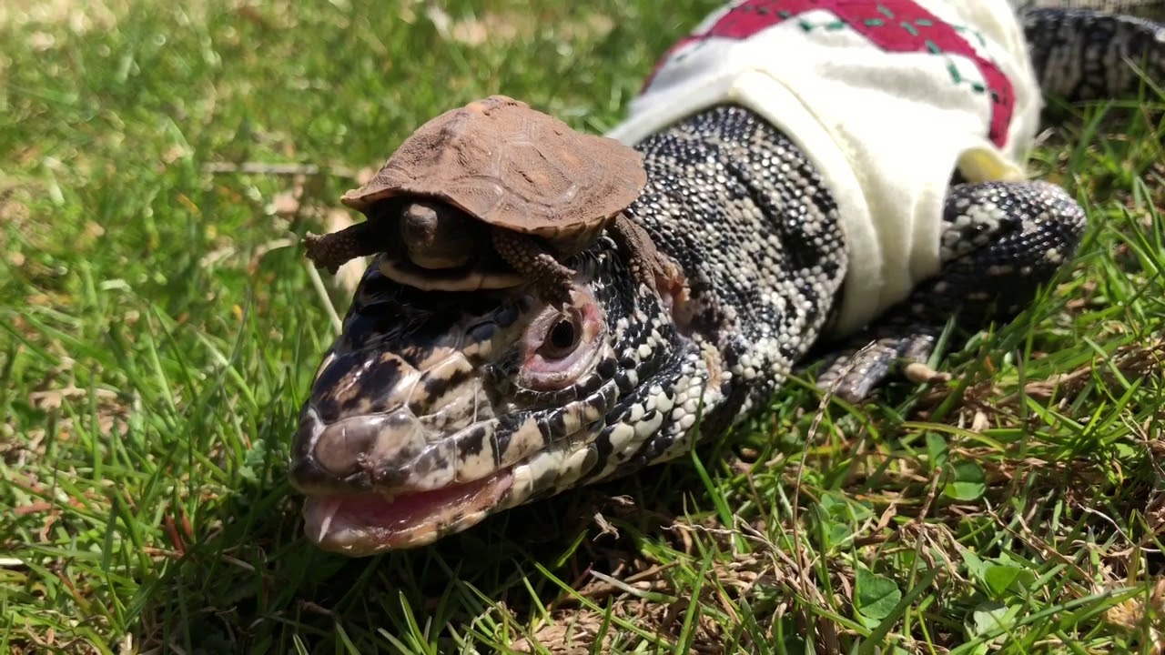 The World of Tibbles - YouTube