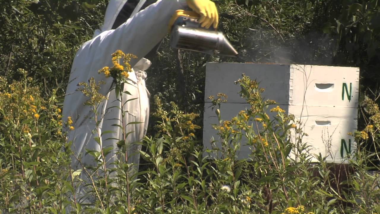 Protect Bees from Insecticide Poisoning - YouTube