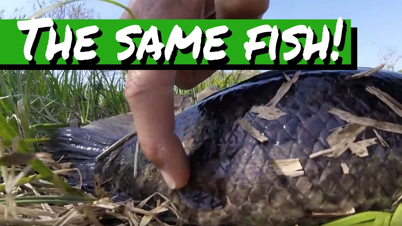 Caught the Same Fish Twice - YouTube