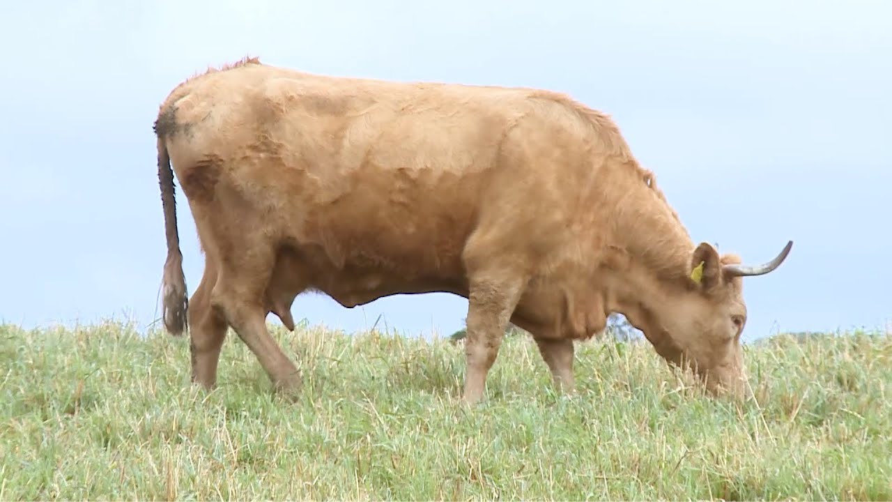 Nutrição de vacas de cria: veja quais são os melhores alimentos - YouTube
