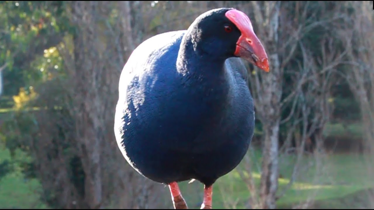 Blue Moorhen or Purple Swamphen feels threatened #funnyanimalsvideos # ...