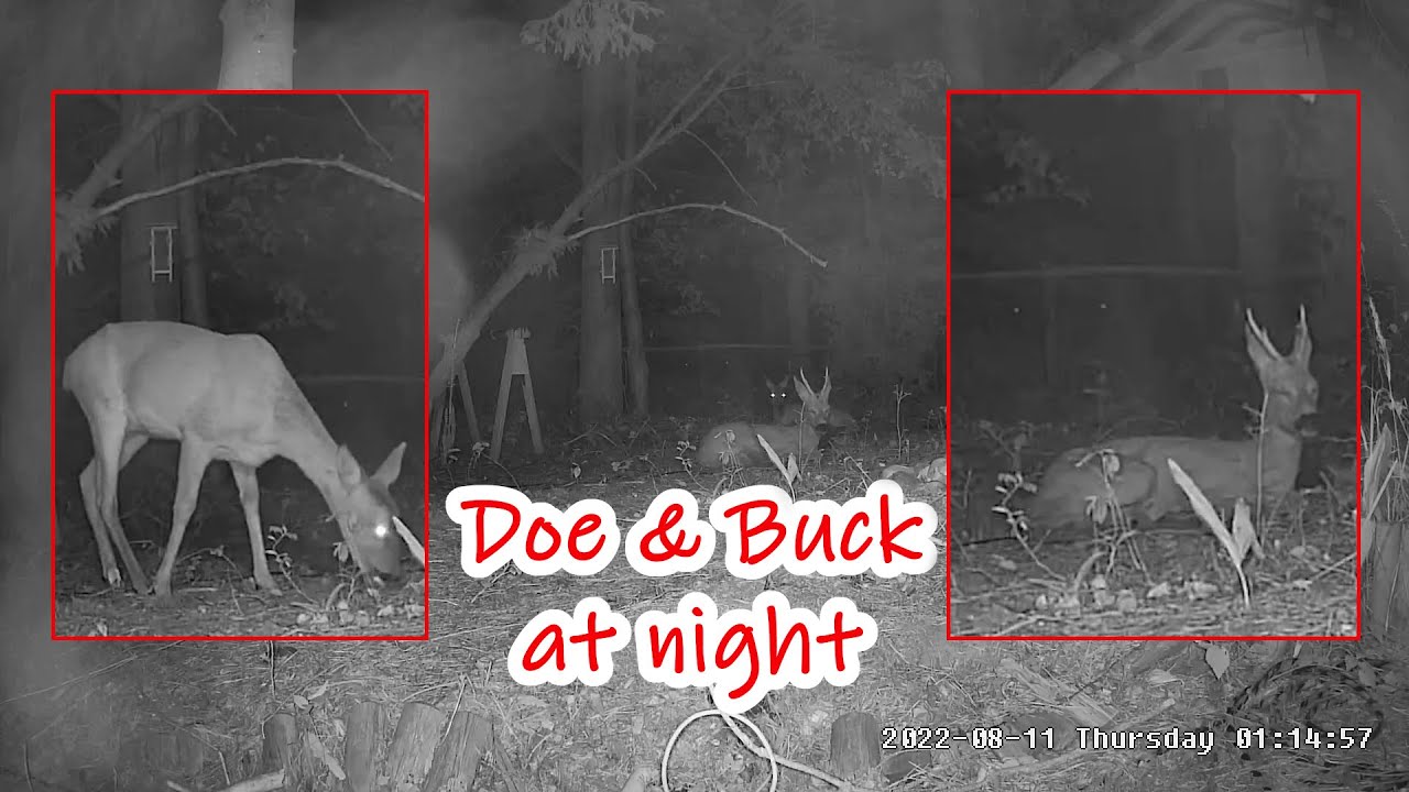 Wildlife | Exploration - Doe and Buck at Night - YouTube