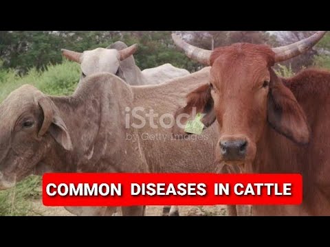 Common Cattle Diseases: Treatment and Prevention - YouTube