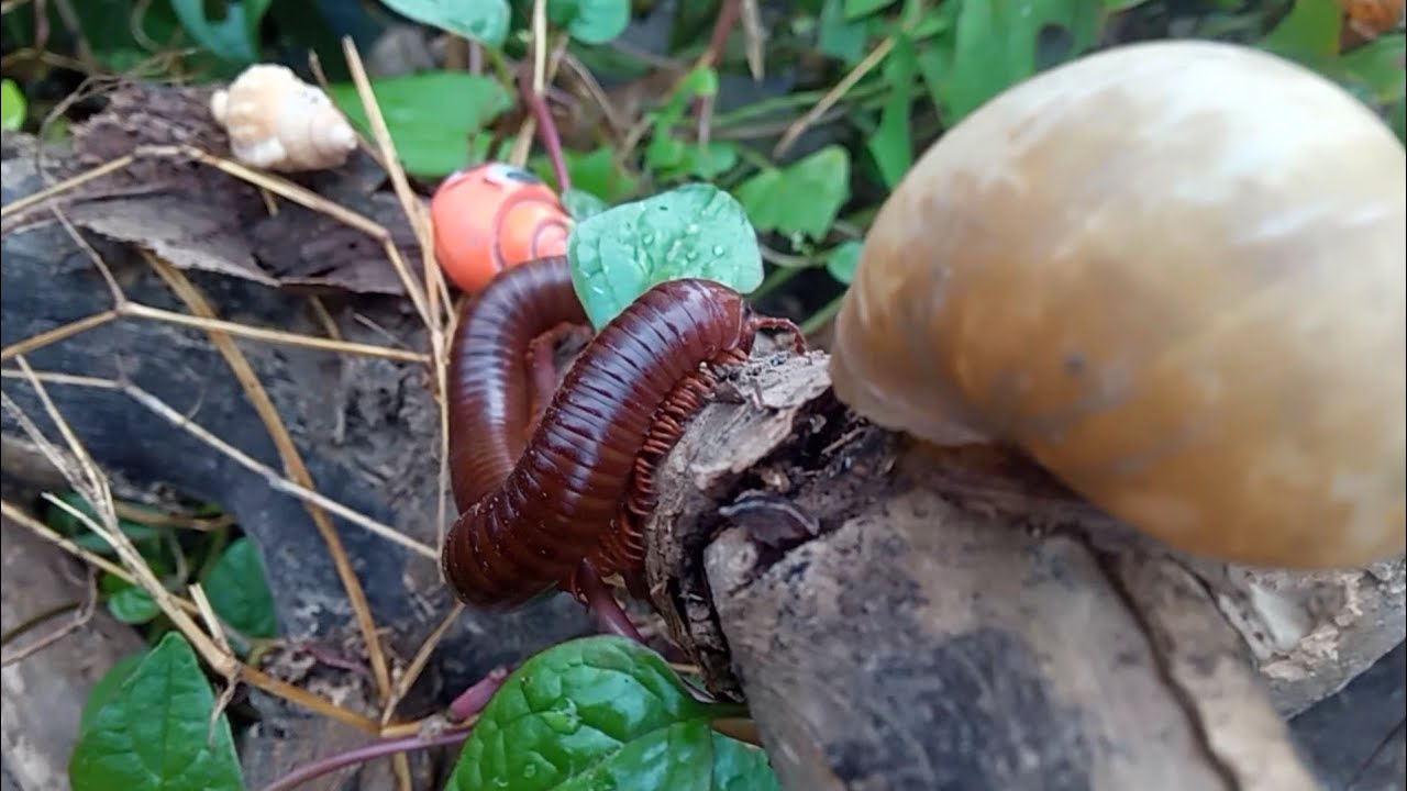 MANTUL, THERE ARE ANIMALS millipedes, snails, hermit crabs, rice field ...