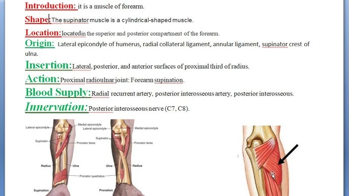 Forearm Muscles Origin Insertion Nerve Supply Action How To Relief