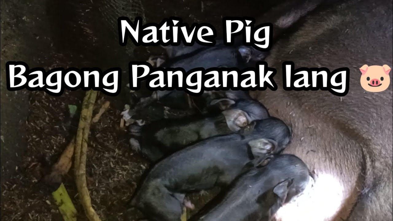 Native Pig, Bagong Panganak Lang - YouTube