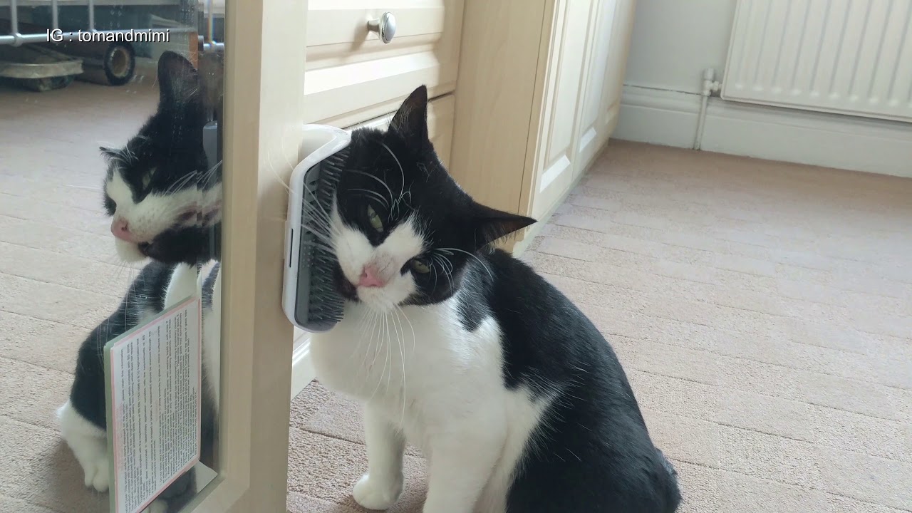 Cat Scratching Station | 4K - YouTube