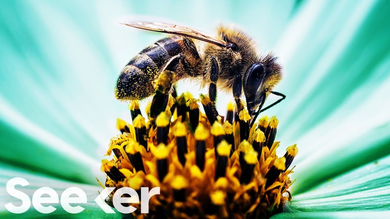 Bees’ Tiny Brains Could Change How We Engineer Computers - YouTube