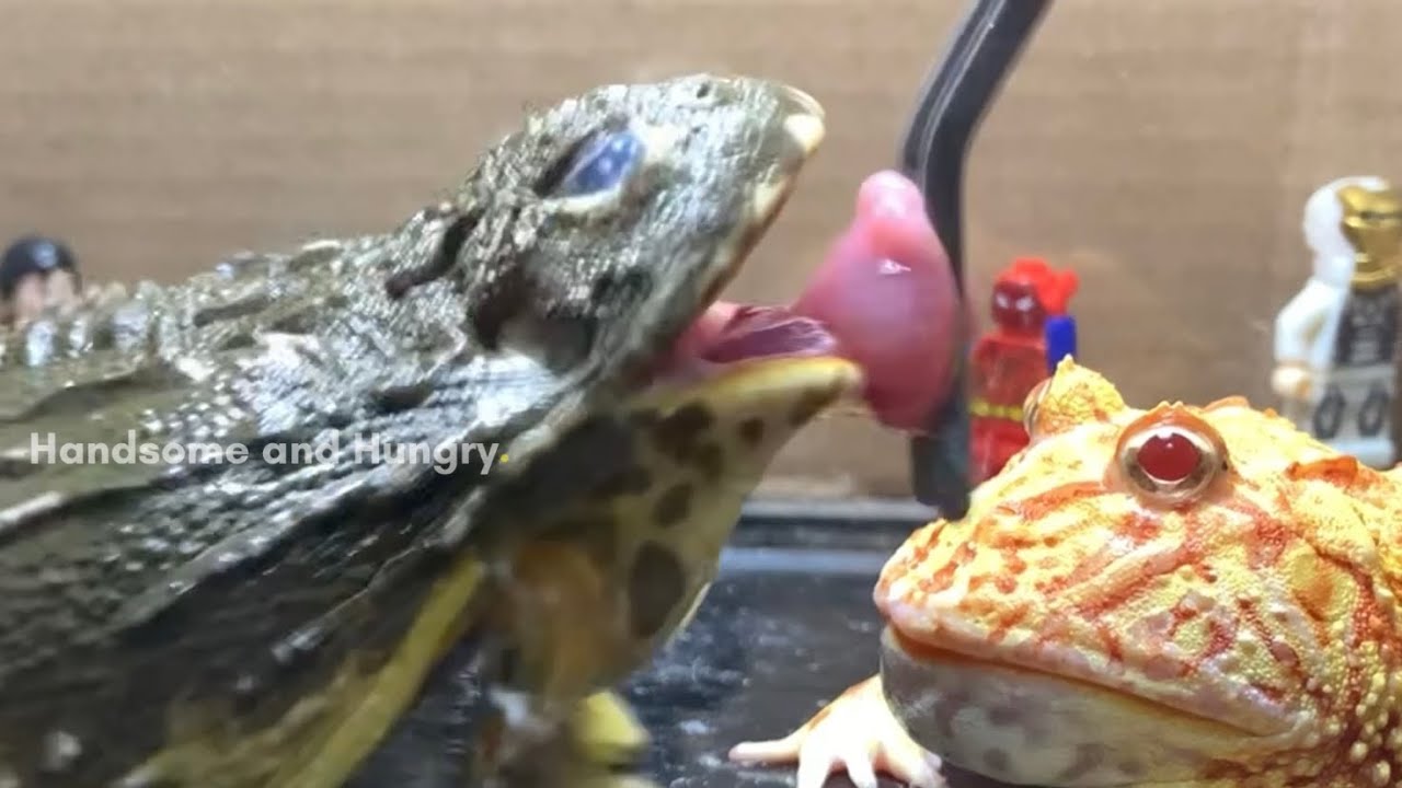Aftican Bullfrog and Pacman Frog Staring Each Other and Attack the Tong ...