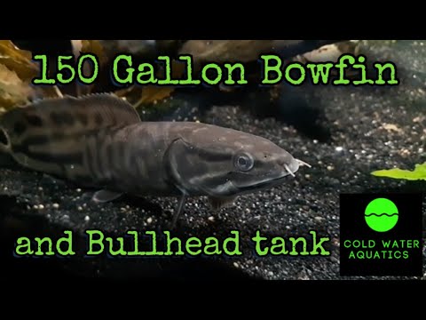 150 gallon bowfin and bullhead tank - YouTube