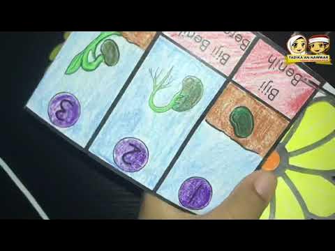 How to make sunflower flip book | Life cycle of a plant 🌱 - YouTube