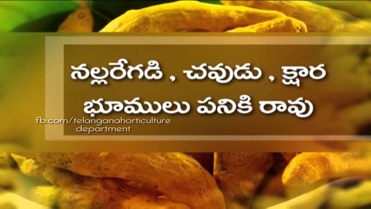 Turmeric(Pasupu) Cultivation - Telangana State Horticulture Department ...