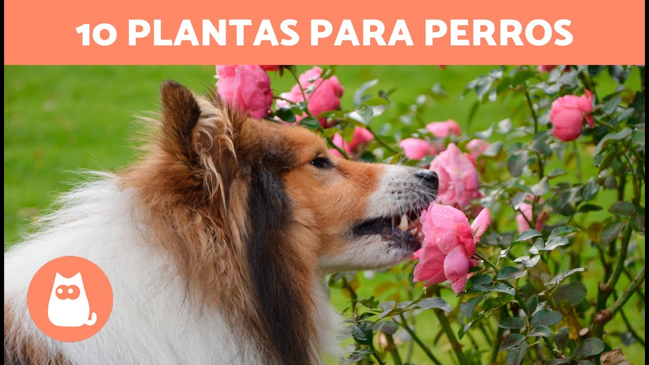 10 PLANTAS Aptas y Seguras para PERROS 🌷 ¡Descúbrelas! - YouTube