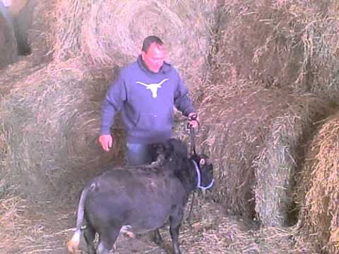 pillard's miniature cattle (part 2) - YouTube