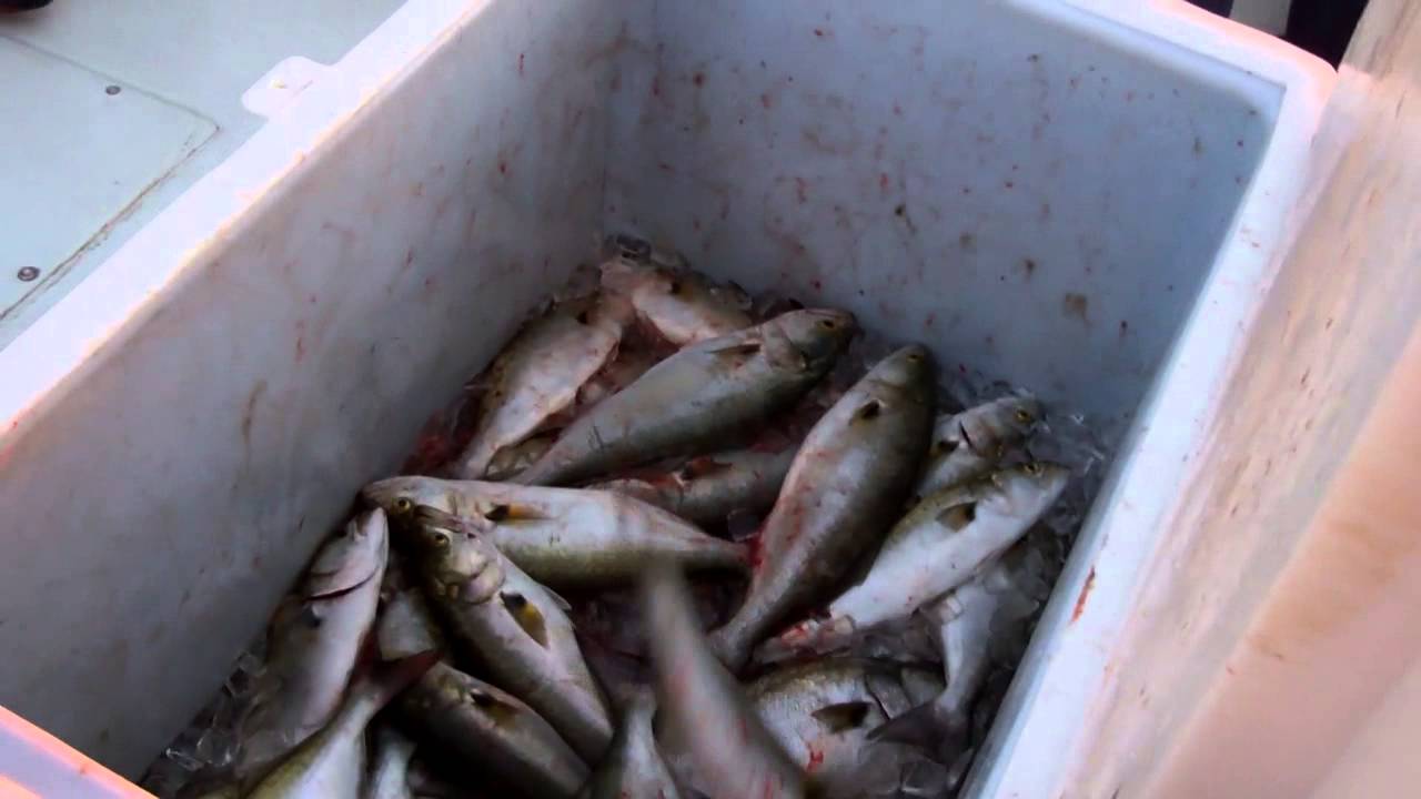 Catching Bluefish in the Chesapeake Bay - YouTube