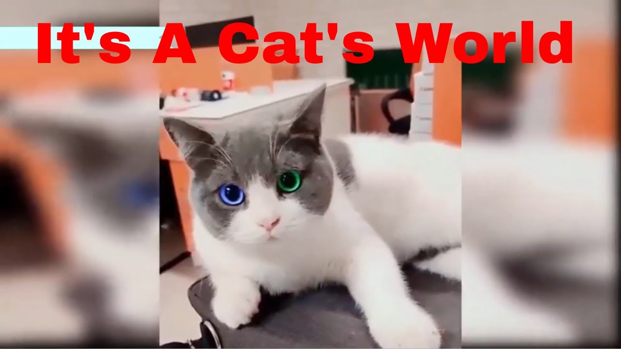 It's A Cat's World - YouTube
