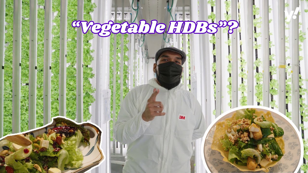Freshest vegetables you can get with high tech vertical farming, and ...