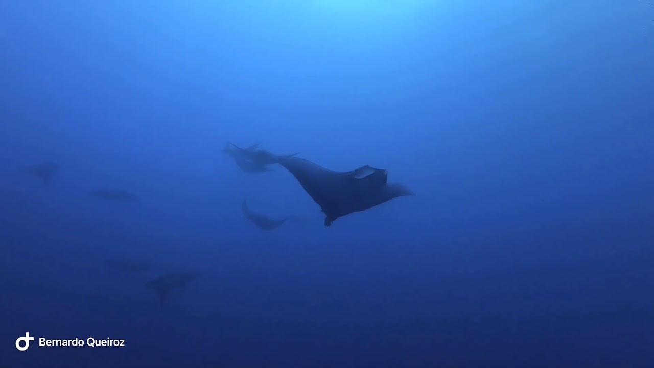 Mantas Santa Maria Açores - YouTube