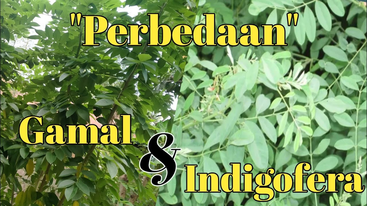 Perbedaan Gamal Dan Indigofera - YouTube
