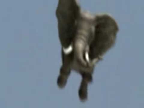 Vliegende olifant Ifaw echt humor - YouTube