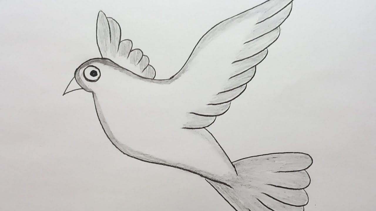 Dove drawing easy step by step!! Flying dove drawing!! flying bird drawing!! how to draw a dove ...