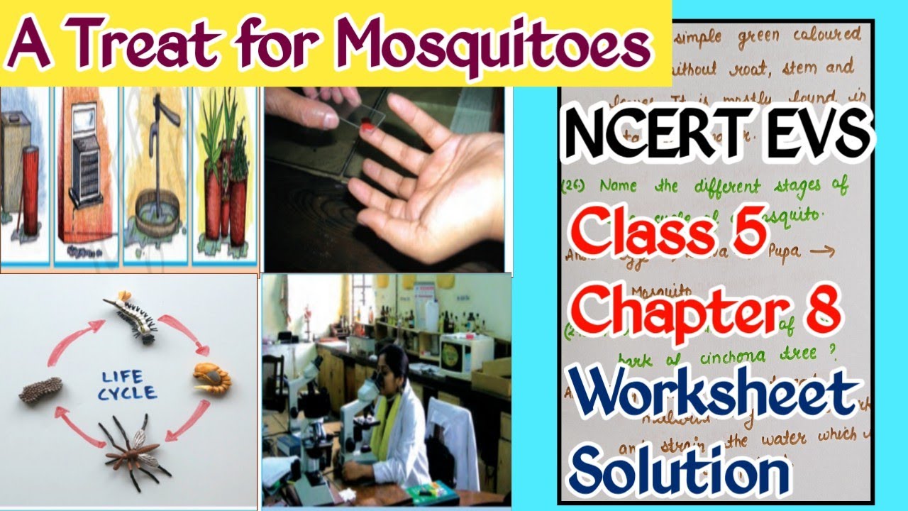 A Treat for Mosquitoes {Worksheet} NCERT EVS /Class 5 /Chapter 8/ extra ...